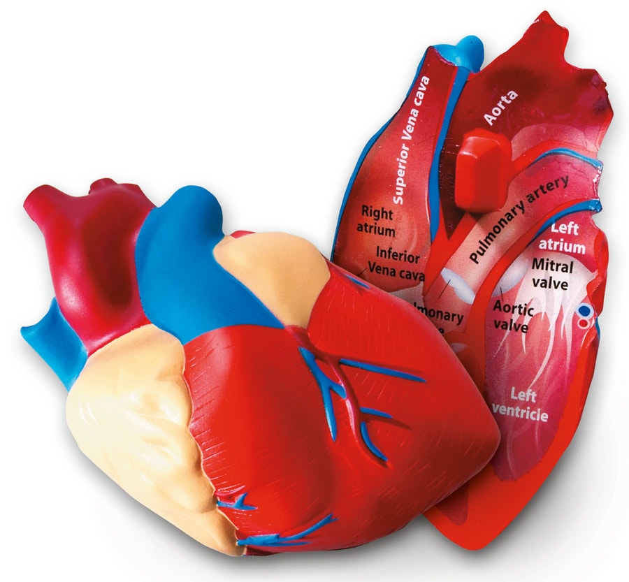 Människans hjärta - Beta Pedagog